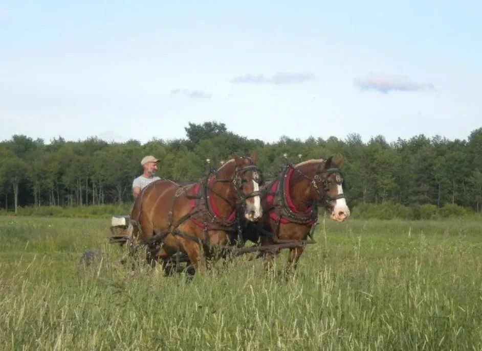 Working Horses with Jim Surpasses 100k YouTube Subscribers!