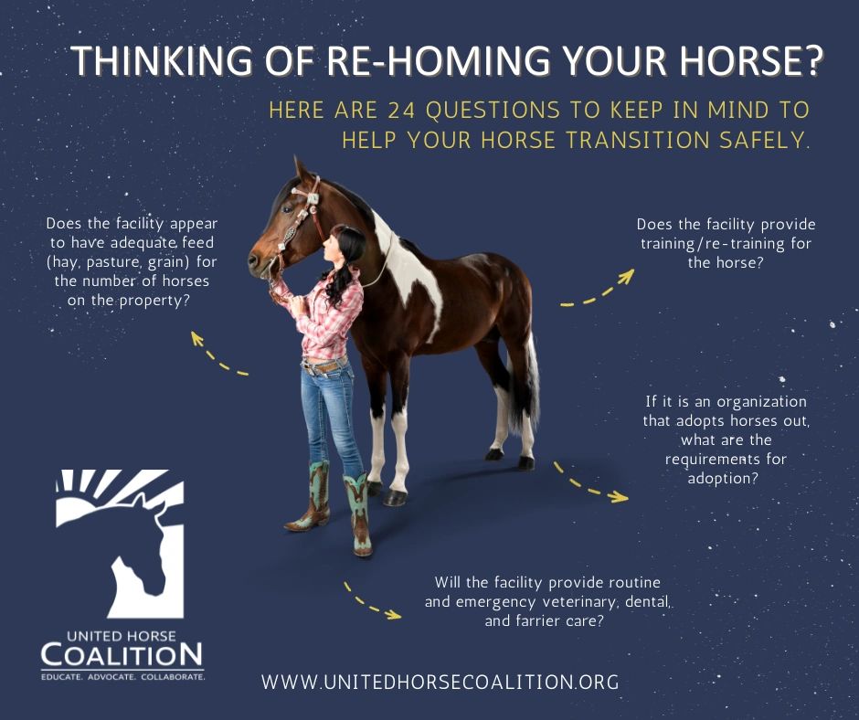 24 Questions to Keep in Mind if You Need to Rehome Your Horse