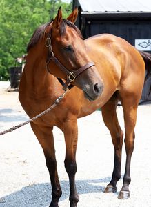 My Right Horse Spotlight: Beachside Bunny