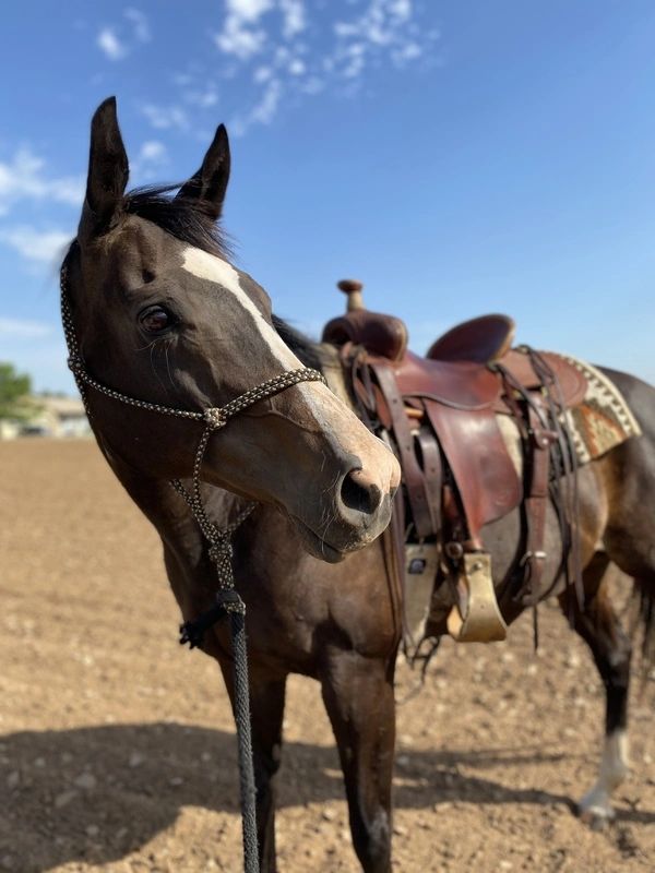 My Right Horse Spotlight: Miss Kipling