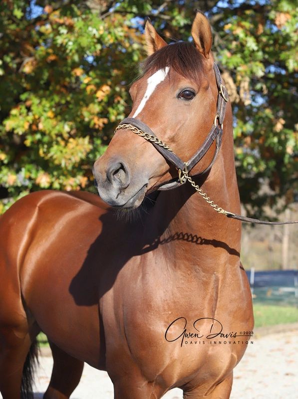 ASPCA My Right Horse: Triple Option