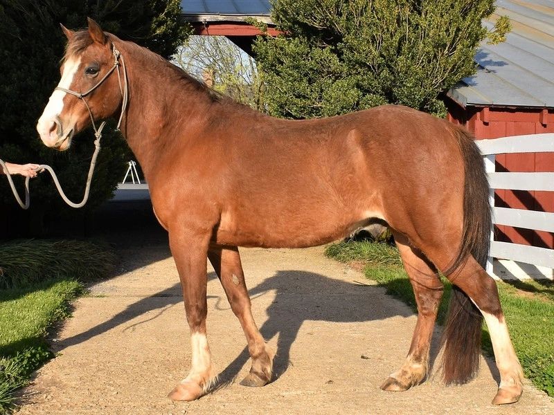 ASPCA My Right Horse: Paco