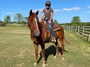 My Right Horse Spotlight: Ranger
