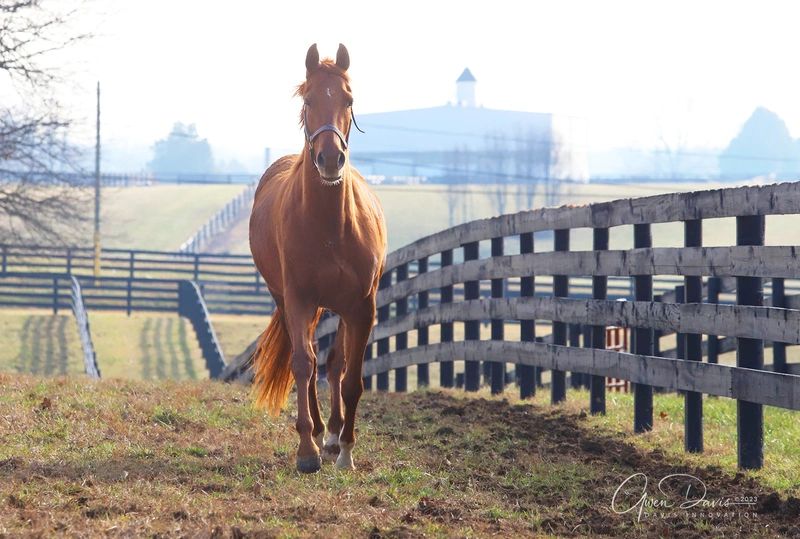 My Right Horse Spotlight: Winding River