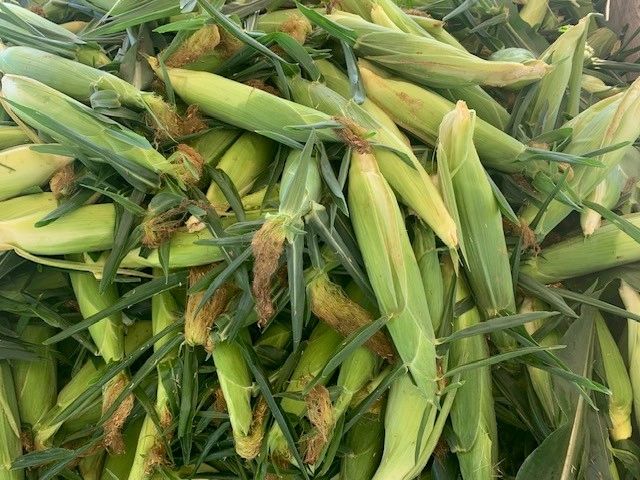 Farm Fresh Sweet Corn from Fincel's Farm