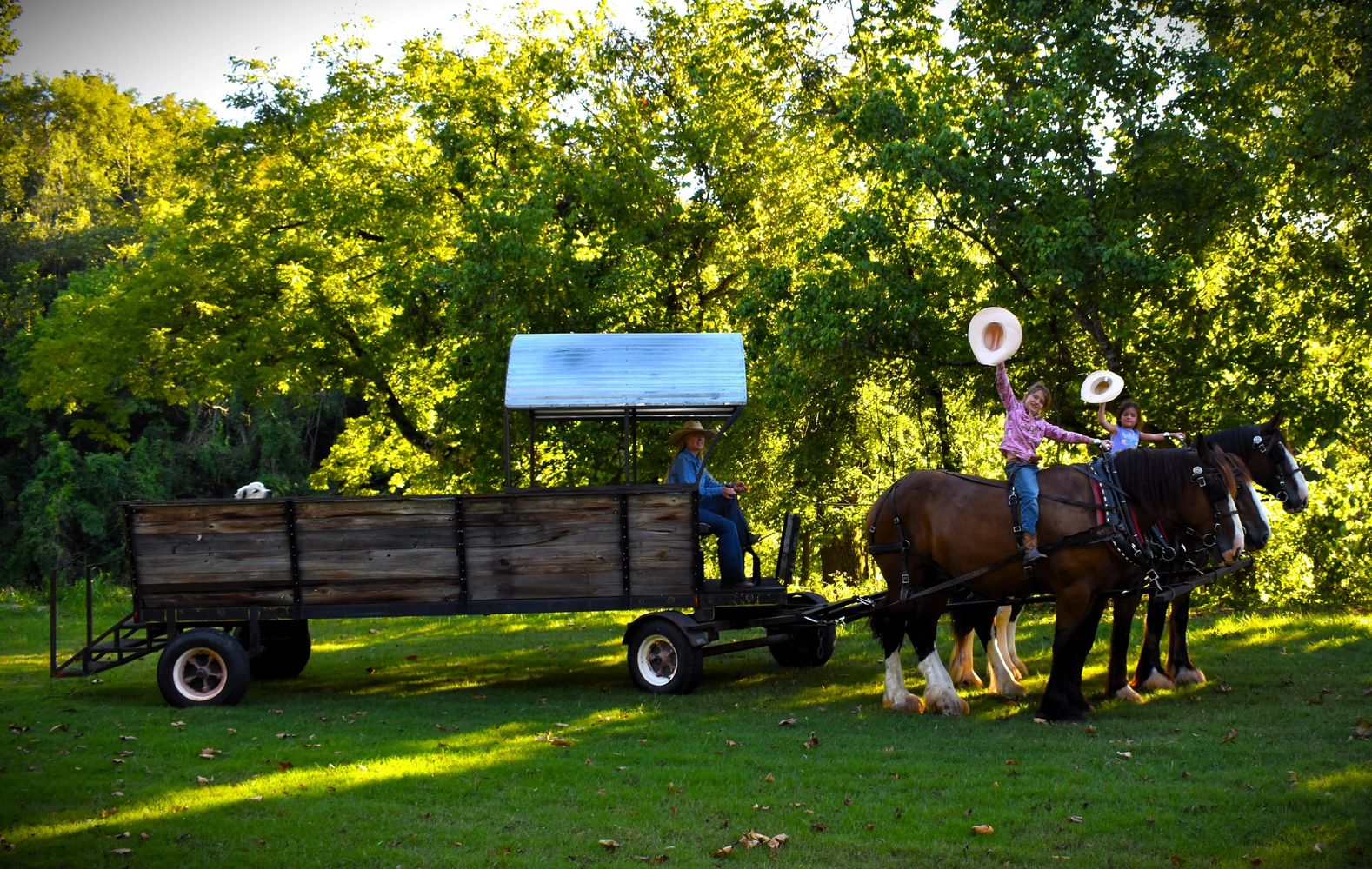 Discover the Best Horse Things at The Clydesdale Experience