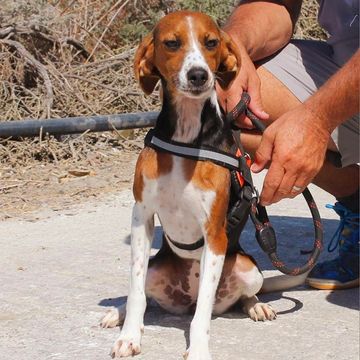 Dogs - Adopt us!