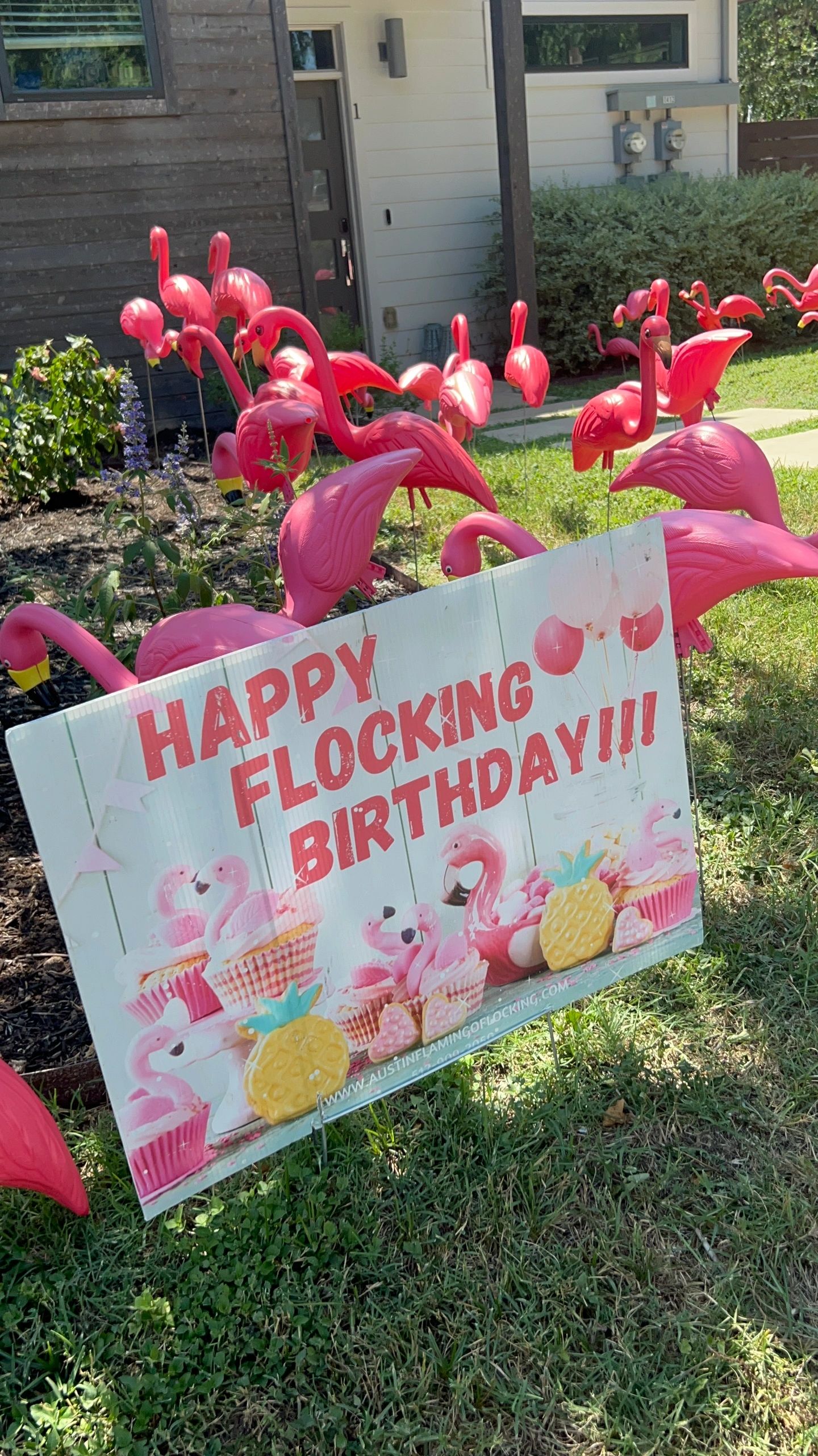 Austin Flamingos: Celebrate with Pink Flamingos in Austin!