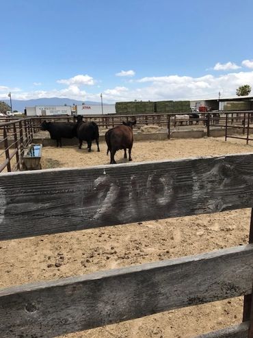 Cattle | Lazy S Ranch