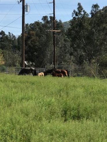 The Ranch | Lazy S Ranch