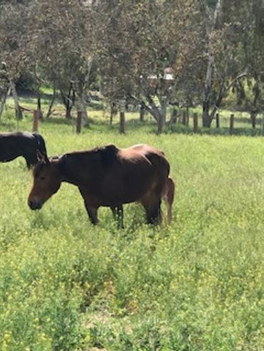 The Ranch | Lazy S Ranch