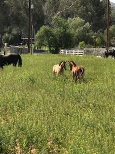 The Ranch | Lazy S Ranch