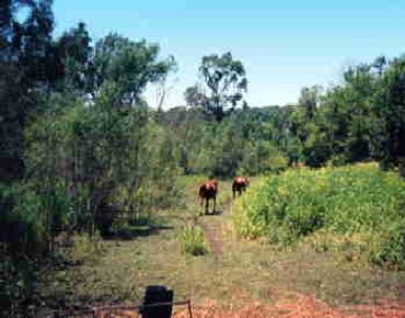 The Ranch | Lazy S Ranch