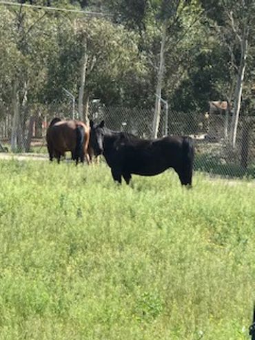 The Ranch | Lazy S Ranch