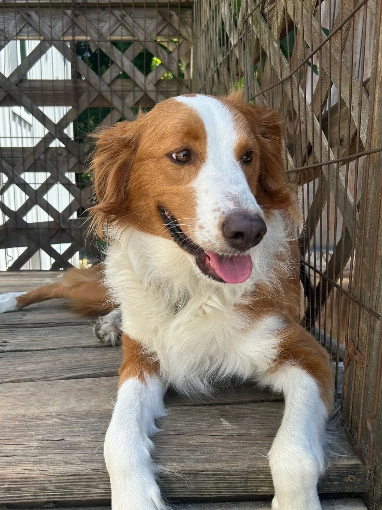 K9 to 5 in Hanover, Massachusetts