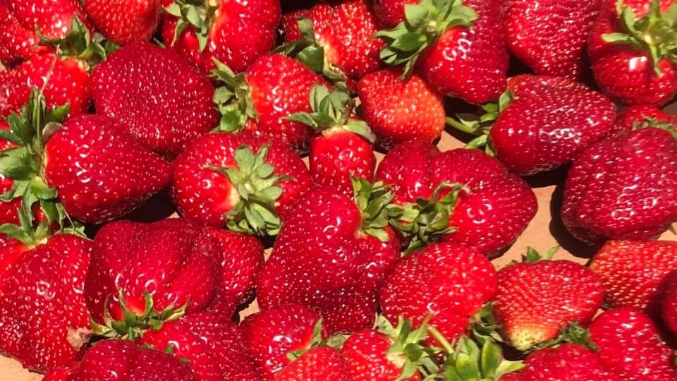 Gieringers Family Orchard & Berry Farm - Home