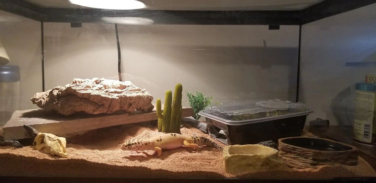 Reptile and Pet Bedding substrate Desert Blend Crushed Walnut Shells 1kg