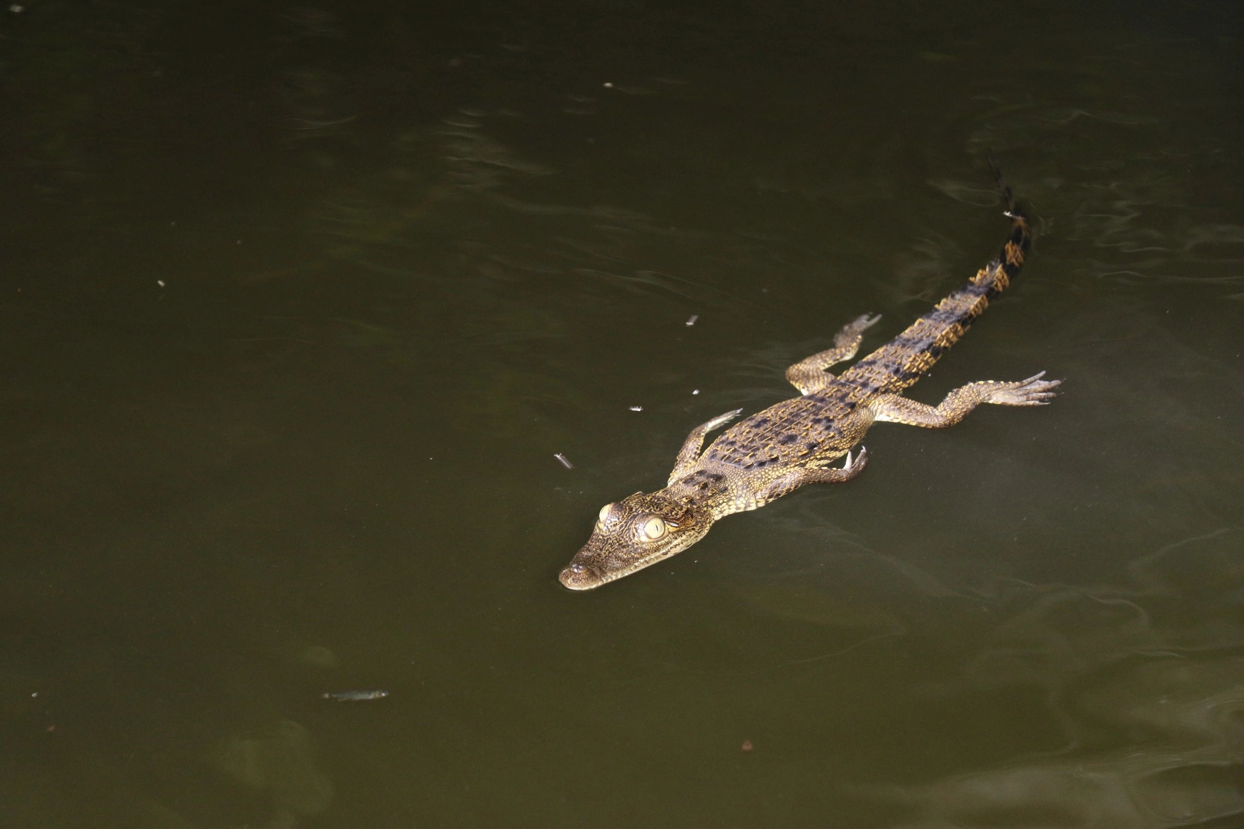 Crocodile Research Foundation