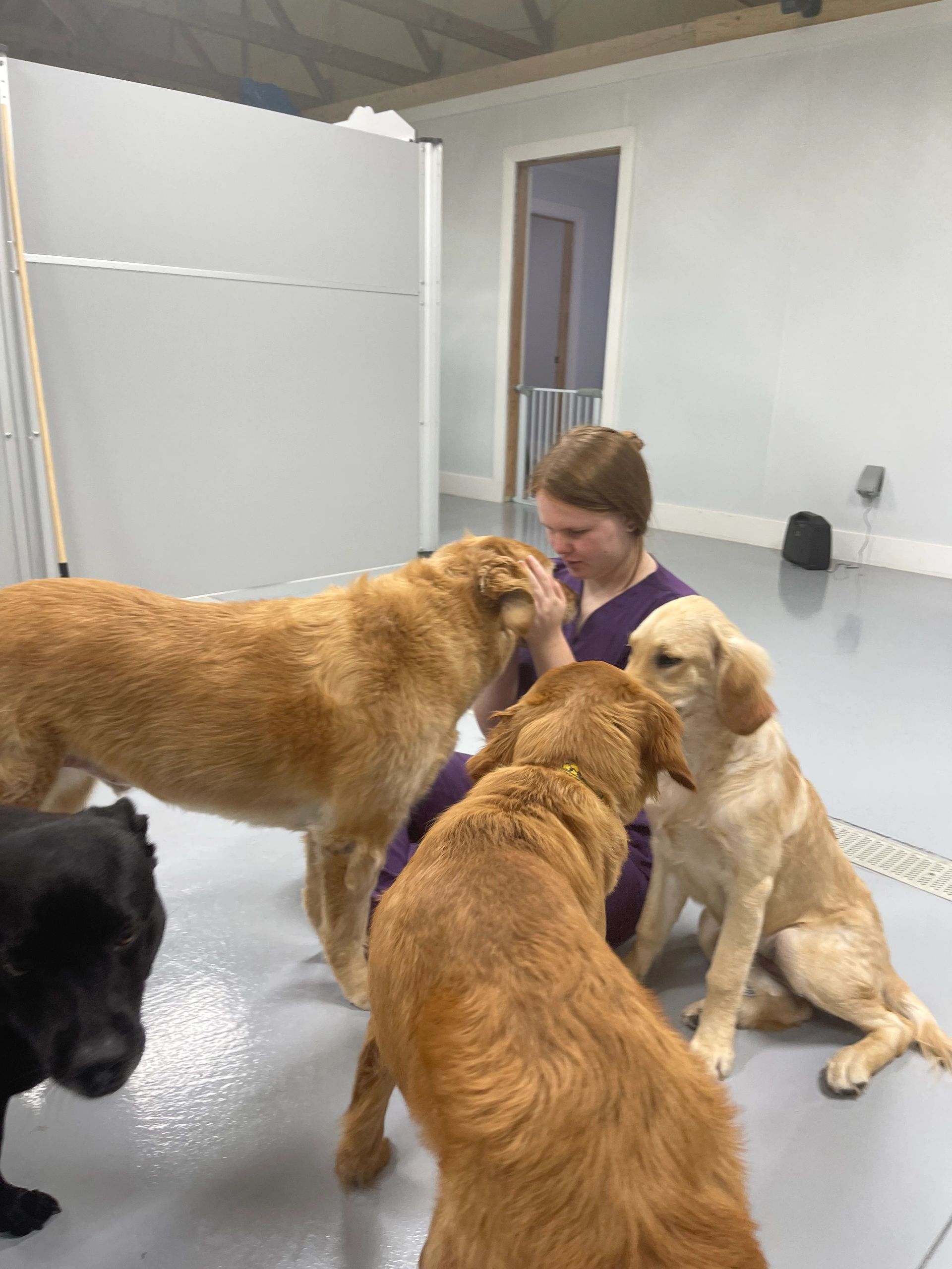 Pioneer Vet Clinic - Vet Clinic, Grooming, Boarding