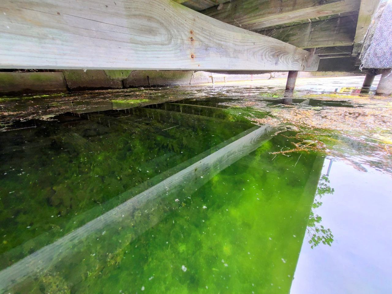 Unveiling the Mystery of Blue-Green Algae: A Closer Look for Ohio