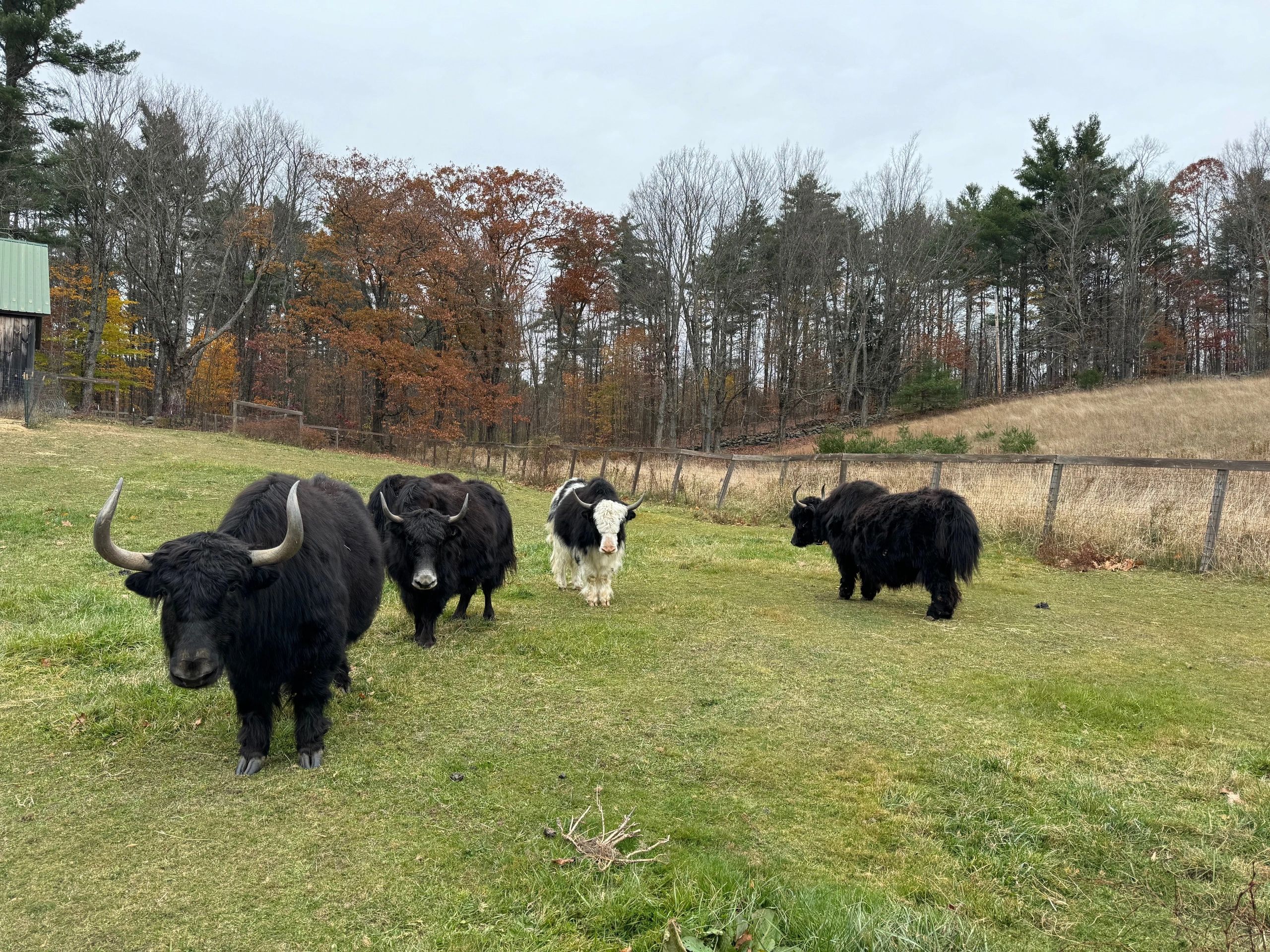 Yaks on the Hill Farm
