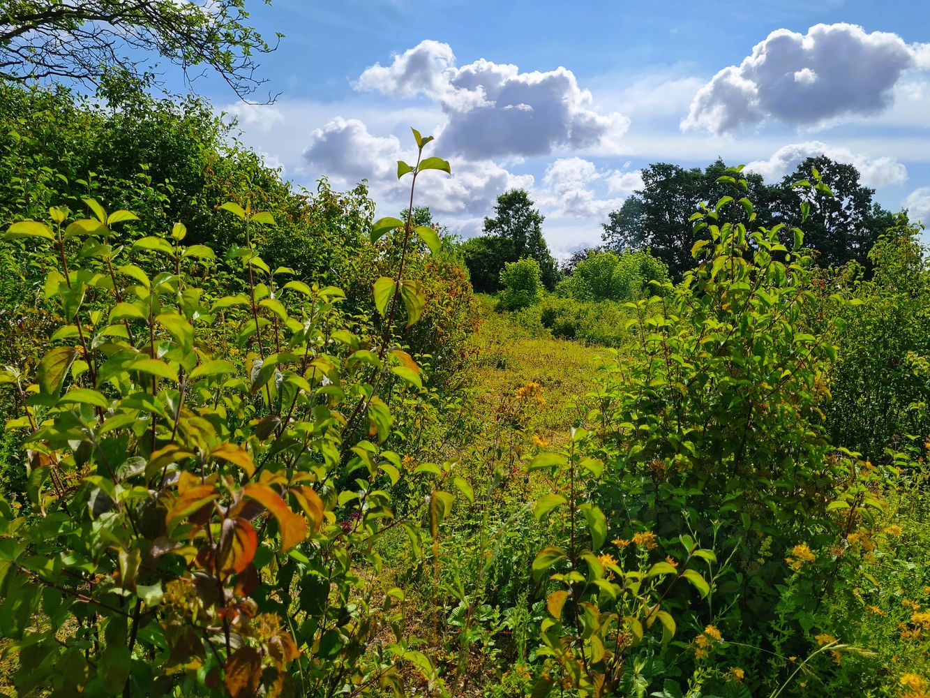 Help Save Bushfield Camp