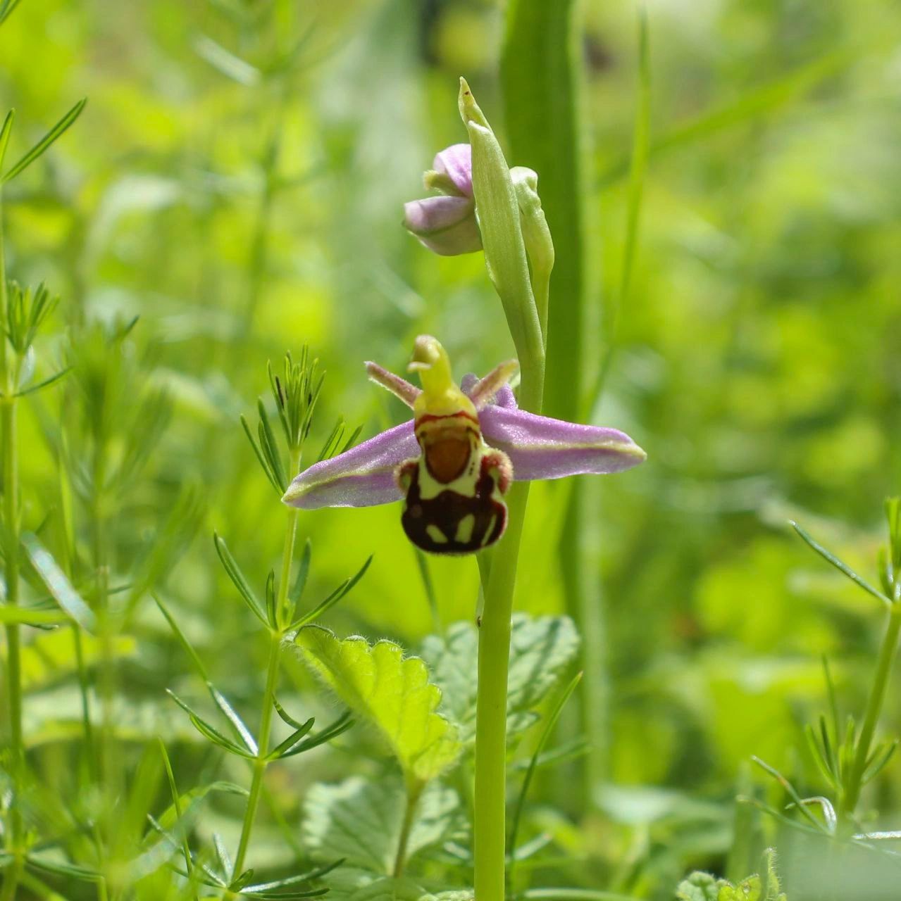July Update - Save Bushfield Camp