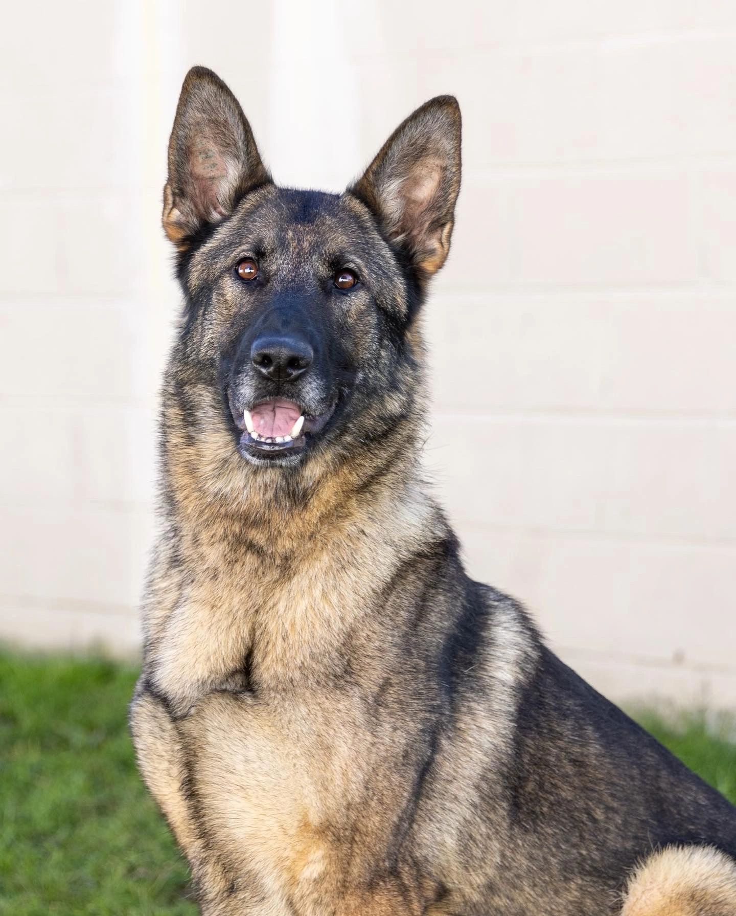 What Is Czech German Shepherd