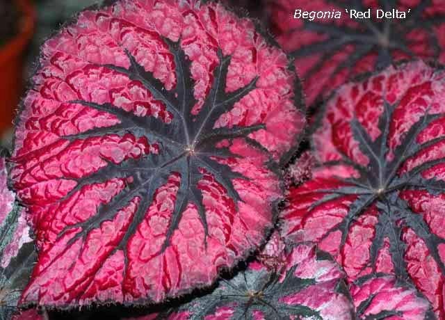 Begonia Society of Tampa Bay