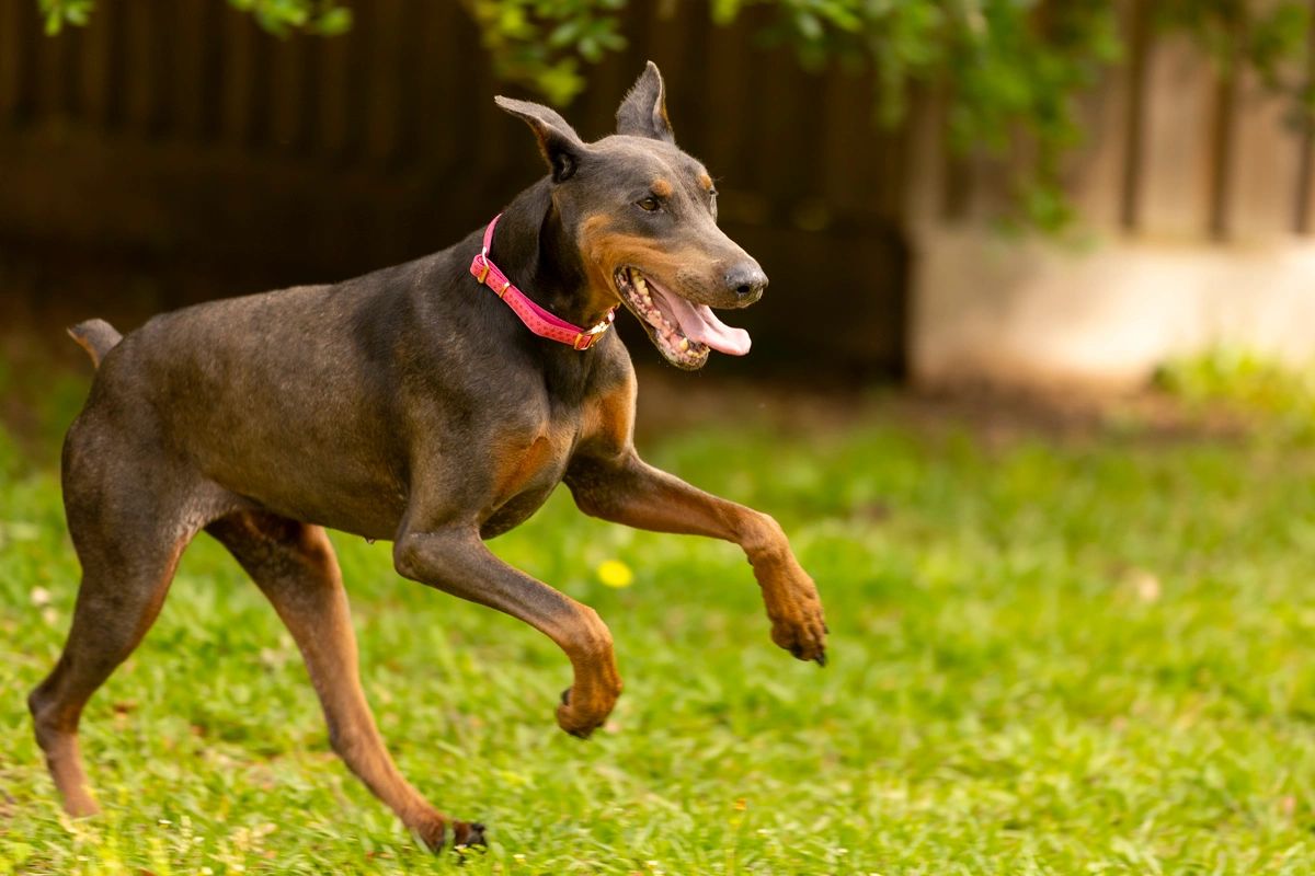 CAFFEINATED CANINE RESCUE