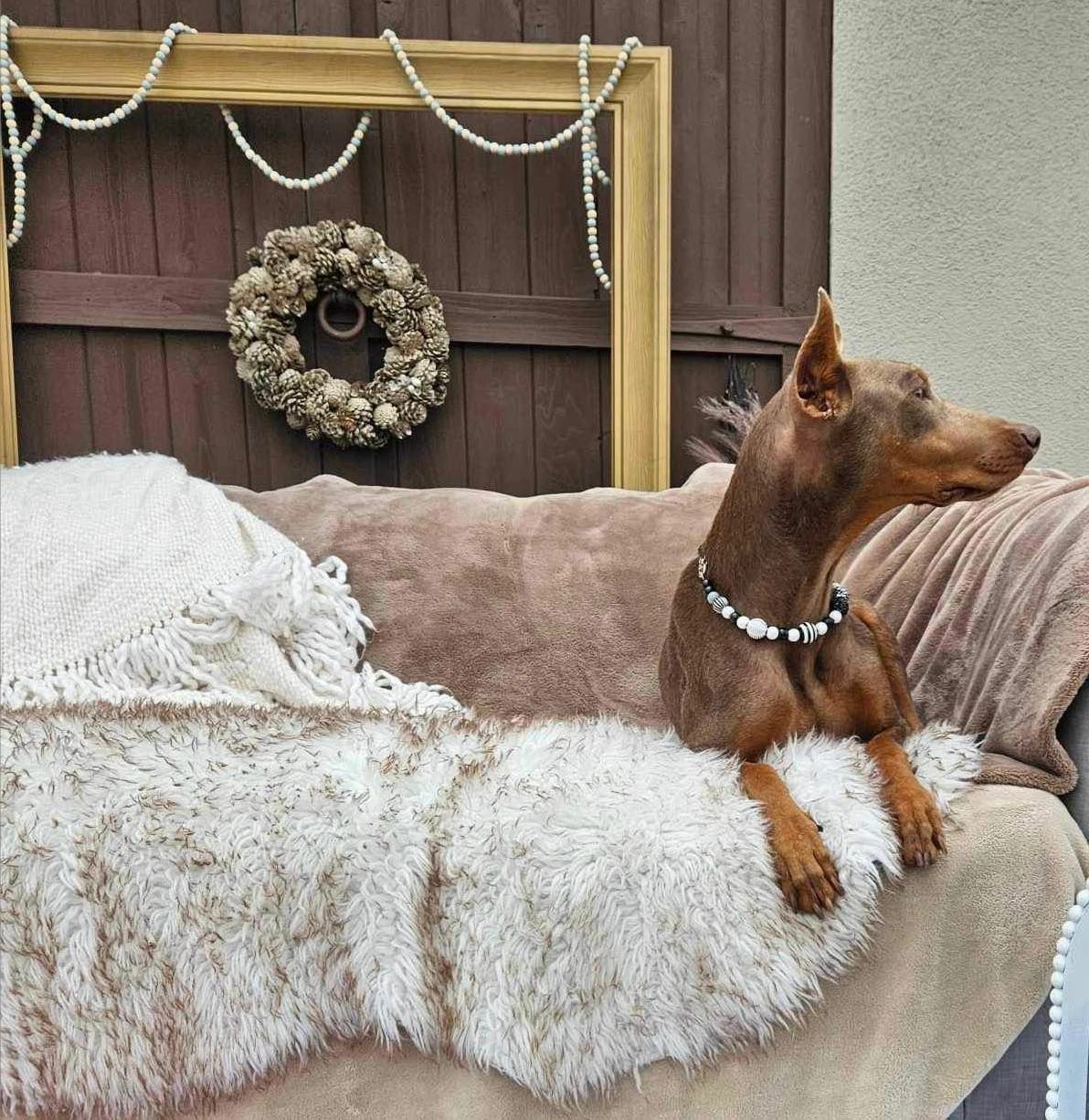 Caffeinated Canine Rescue