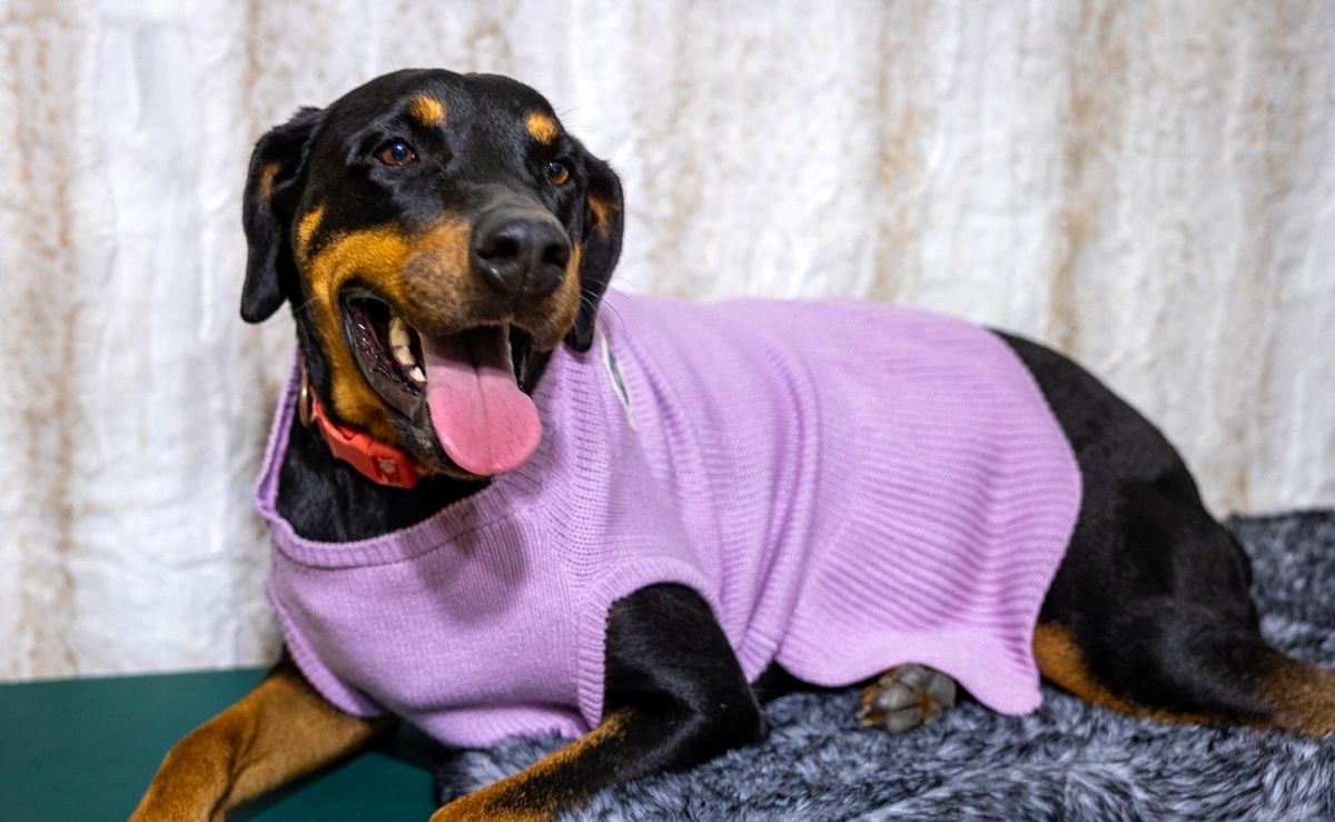 CAFFEINATED CANINE RESCUE