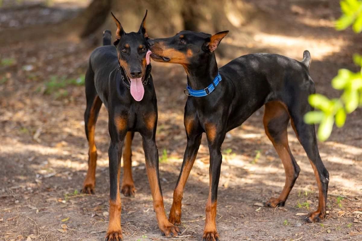 Caffeinated Canine Rescue