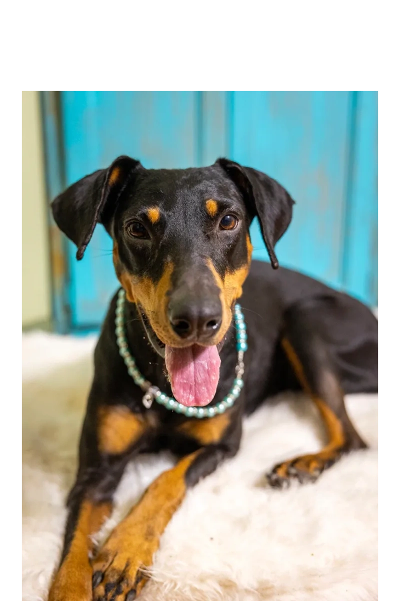 CAFFEINATED CANINE RESCUE