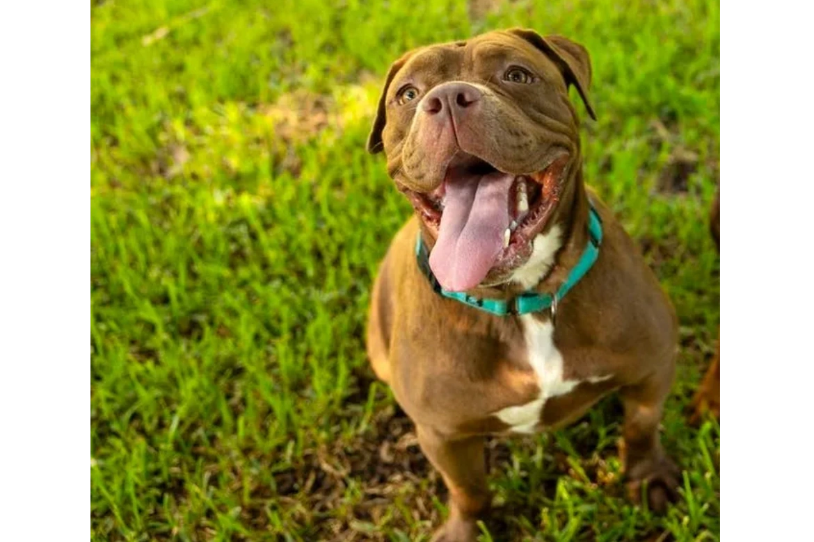 CAFFEINATED CANINE RESCUE
