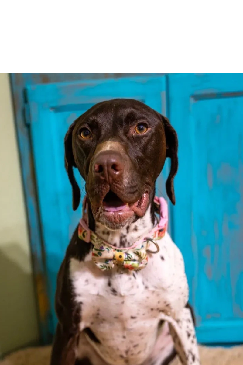 CAFFEINATED CANINE RESCUE