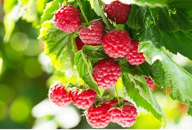 Raspberry Cane Planting Instructions