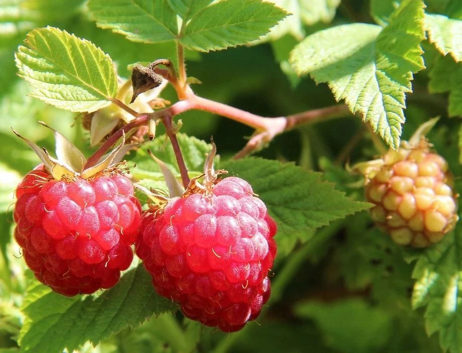 Joan J Thornless Primocane Ever-Bearing Bare Root Raspberry Plant from ...