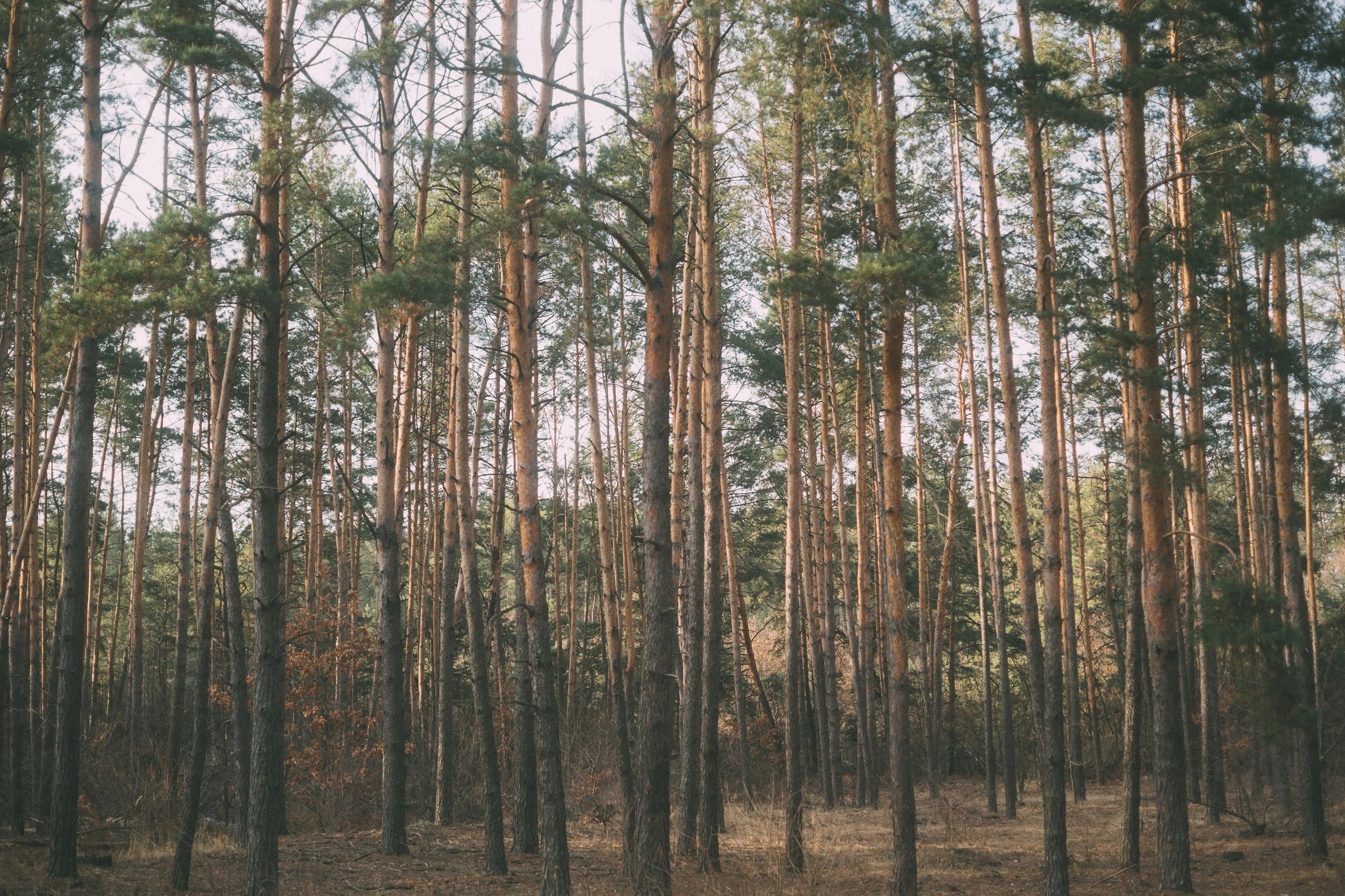 University of Pineland - online