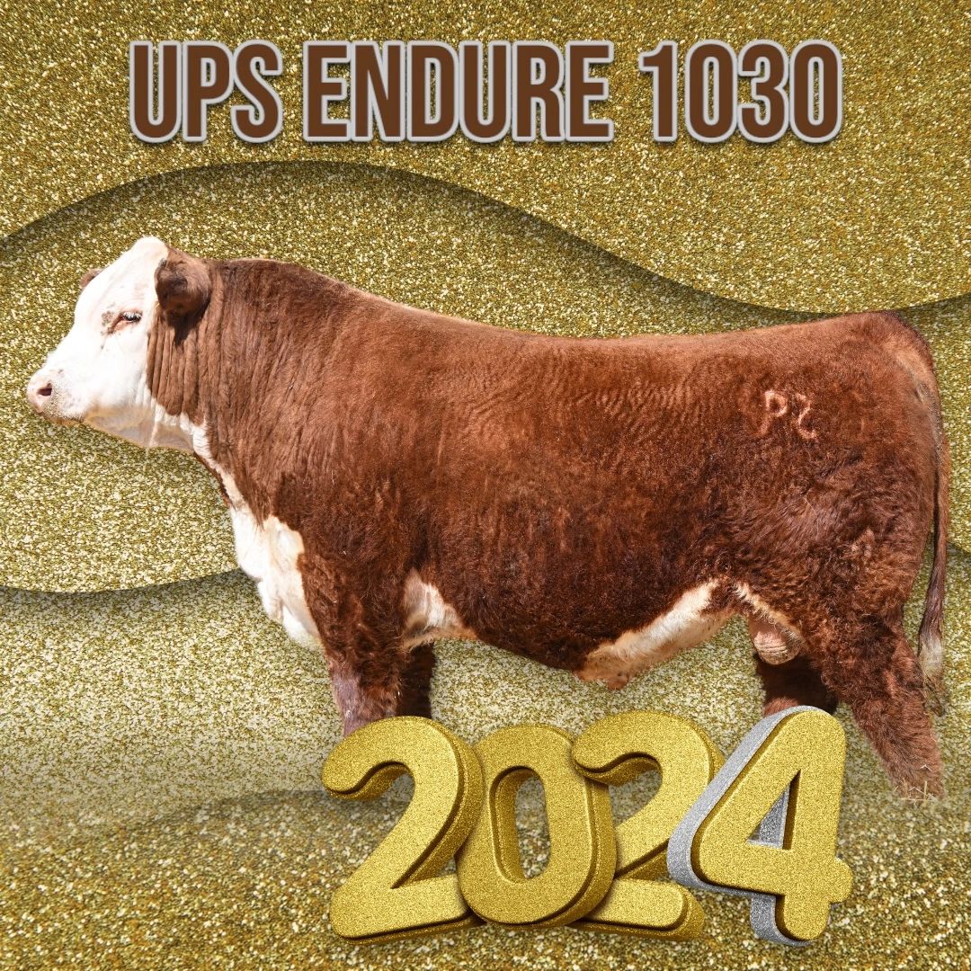 Hutton Ranch - Hereford Bulls