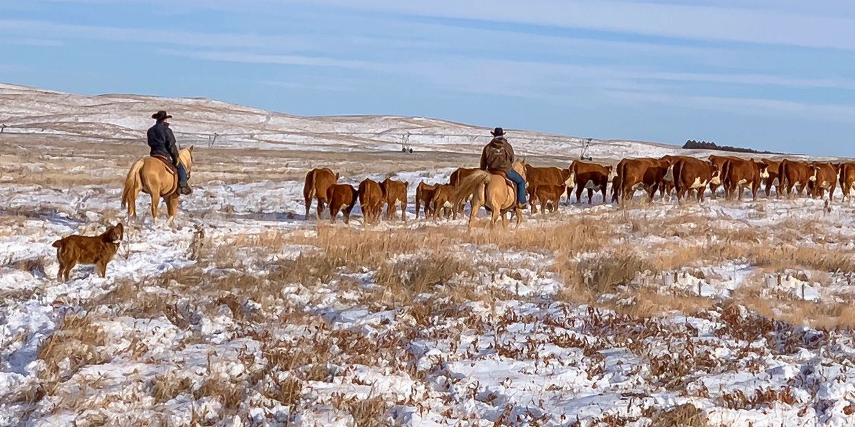 Hutton Ranch - Hereford Bulls