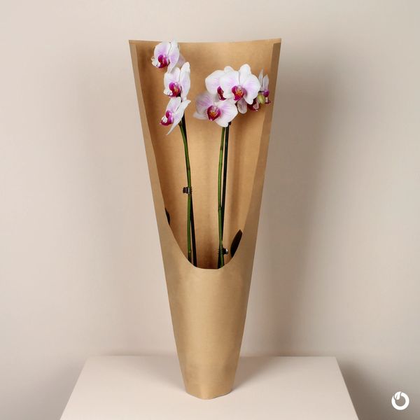 Packaging for Flowers and Plants - Broekhof USA Inc.