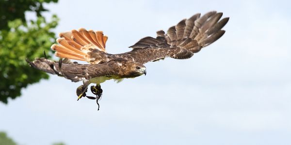 Avian Reconditioning Center