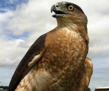 Hawks | Avian Reconditioning Center