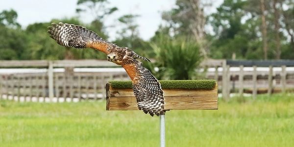 Hawks | Avian Reconditioning Center