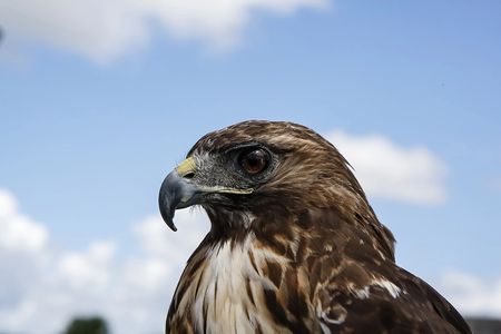 Hawks | Avian Reconditioning Center