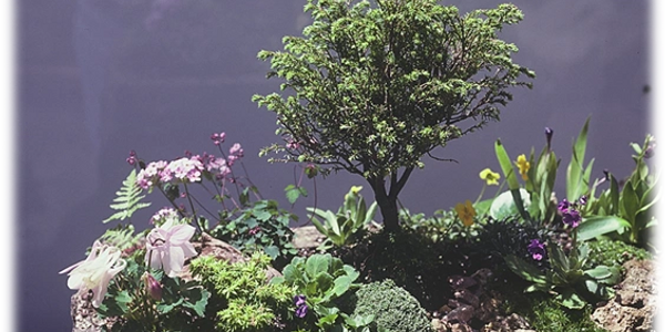 Rare Plant Nursery | Gardens of Rice Creek