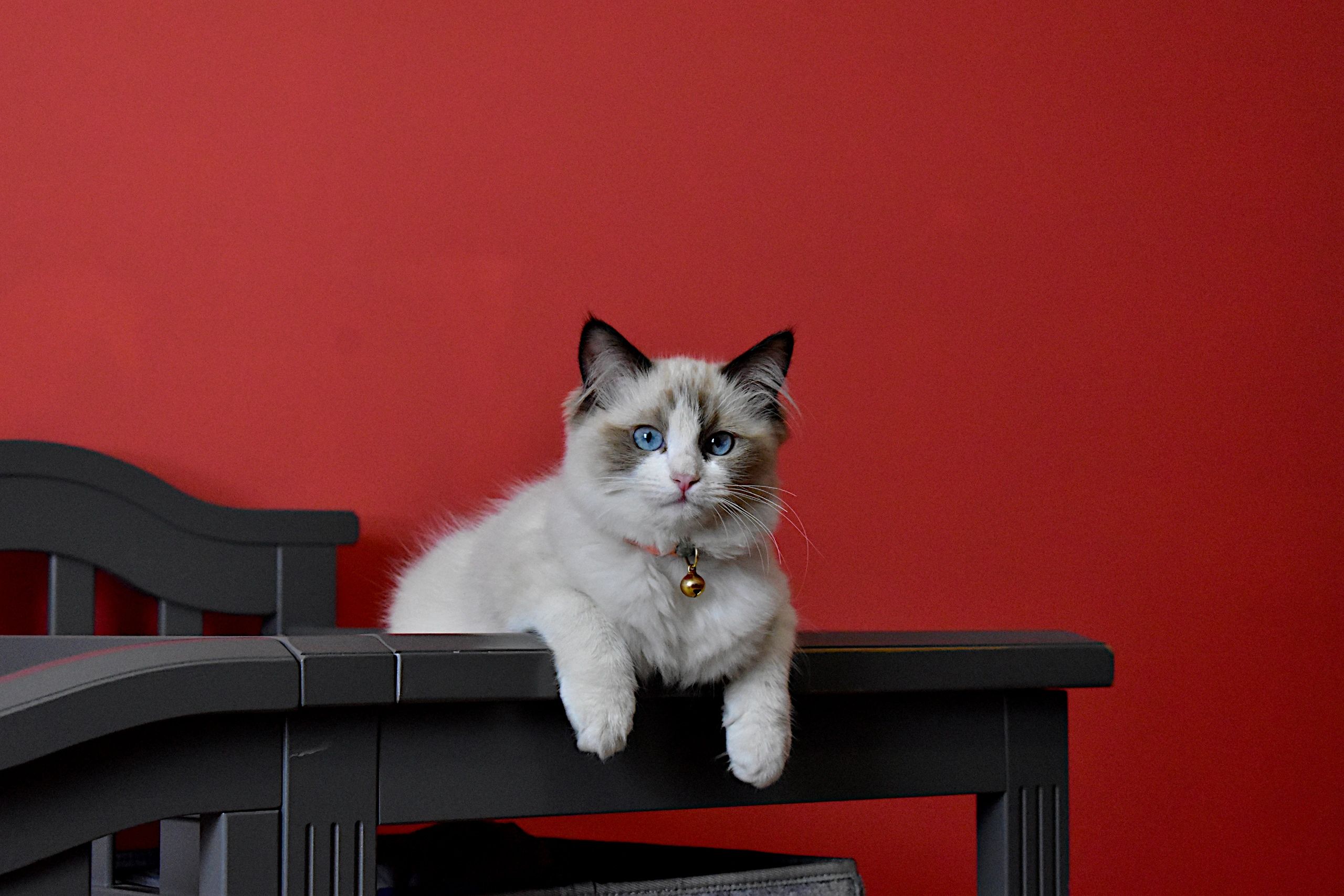 Hollow Point Hill Ragdolls - Home