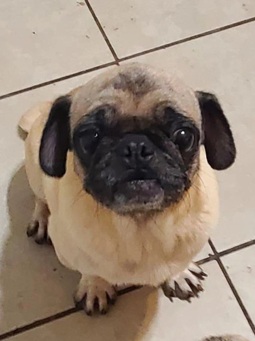 AVAILABLE PUGS PAGE 2