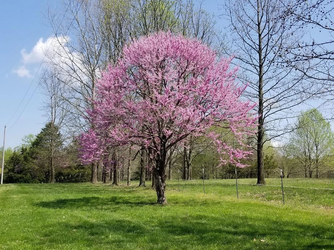 History | City of Christopher